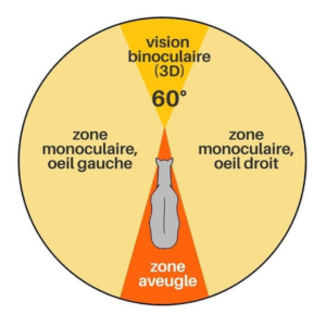 La vision du cheval - Caval'Strip