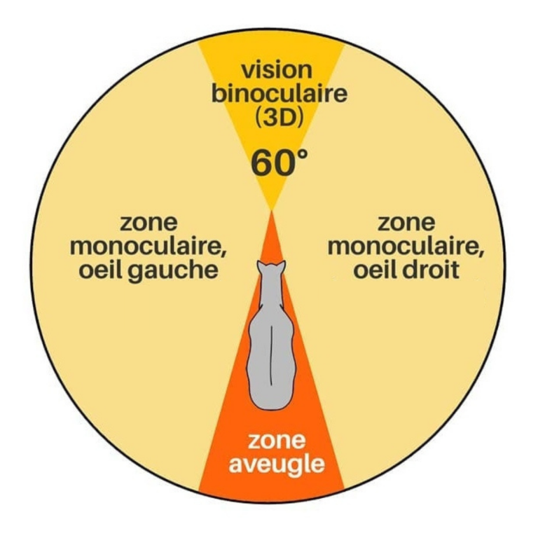 La vision du cheval - Caval'Strip