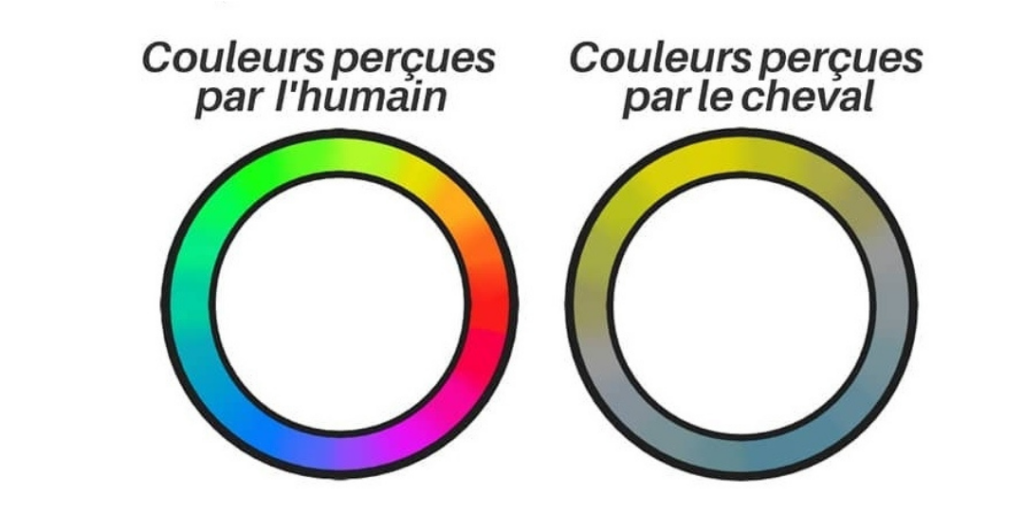 La vision du cheval - Caval'Strip