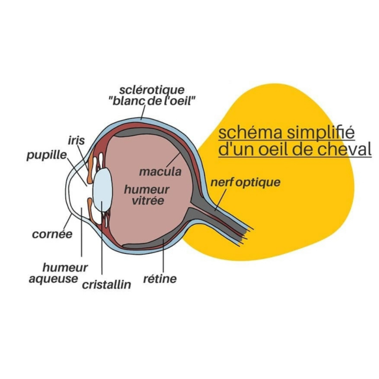 La vision du cheval - Caval'Strip