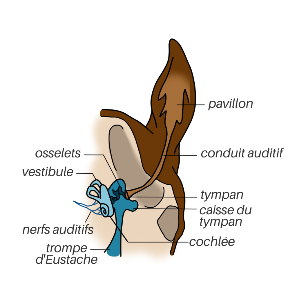 L'ouïe du cheval - Caval'Strip