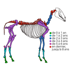 La croissance osseuse du cheval - Caval'Strip
